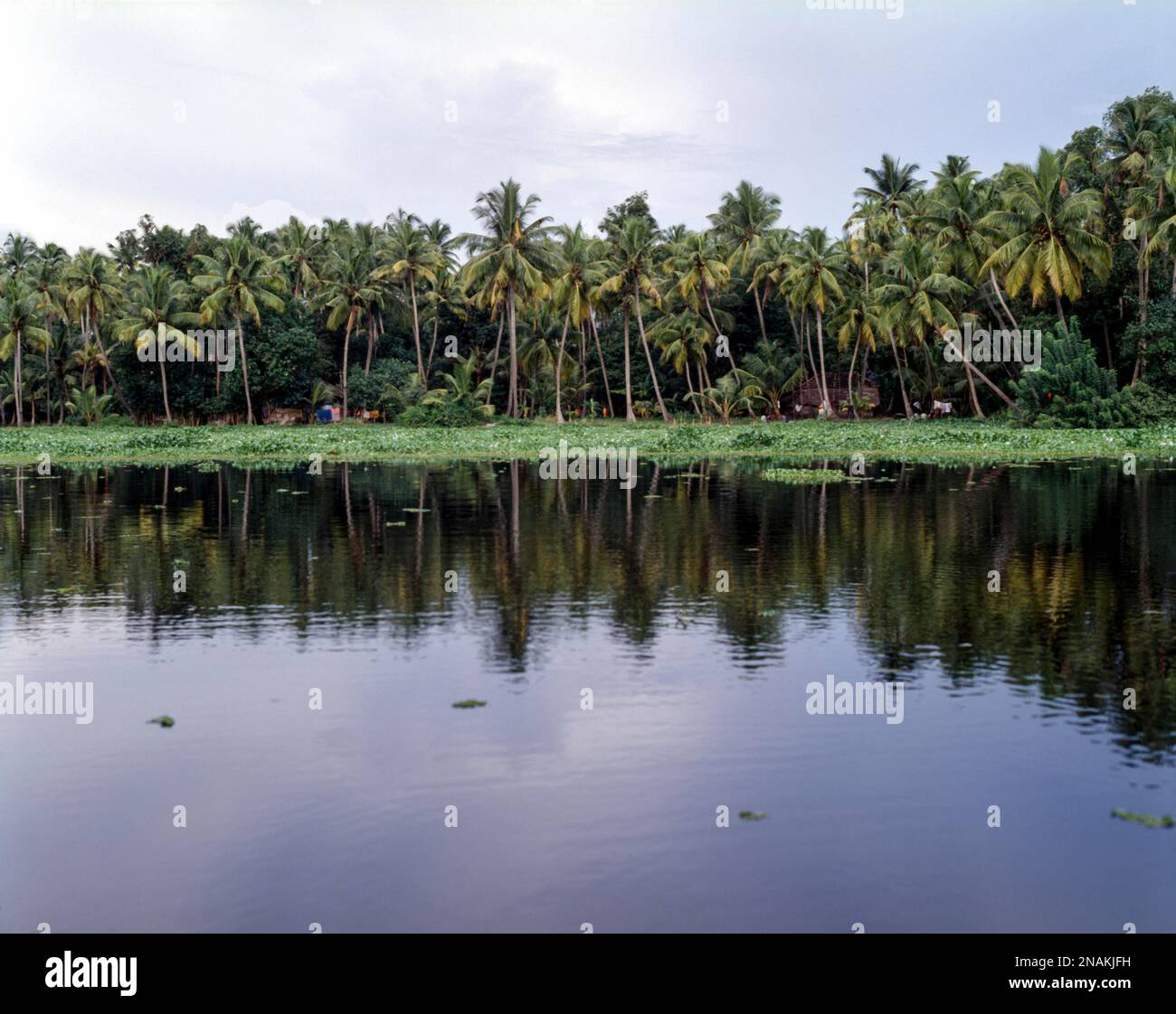 Backwaters of Kerala, India, Asia Stock Photo - Alamy