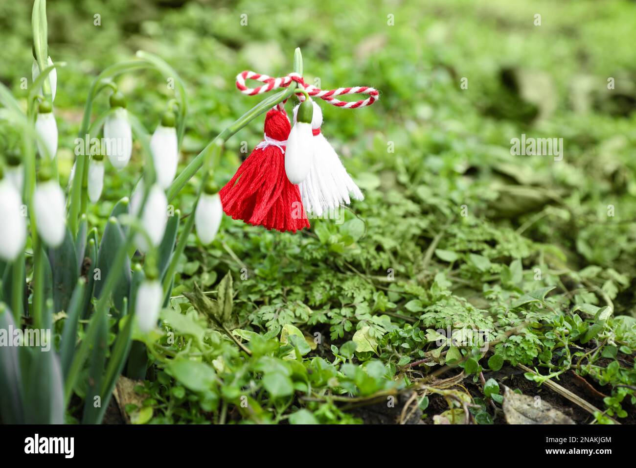 Traditional martisor and beautiful snowdrops outdoors. Symbol of first ...