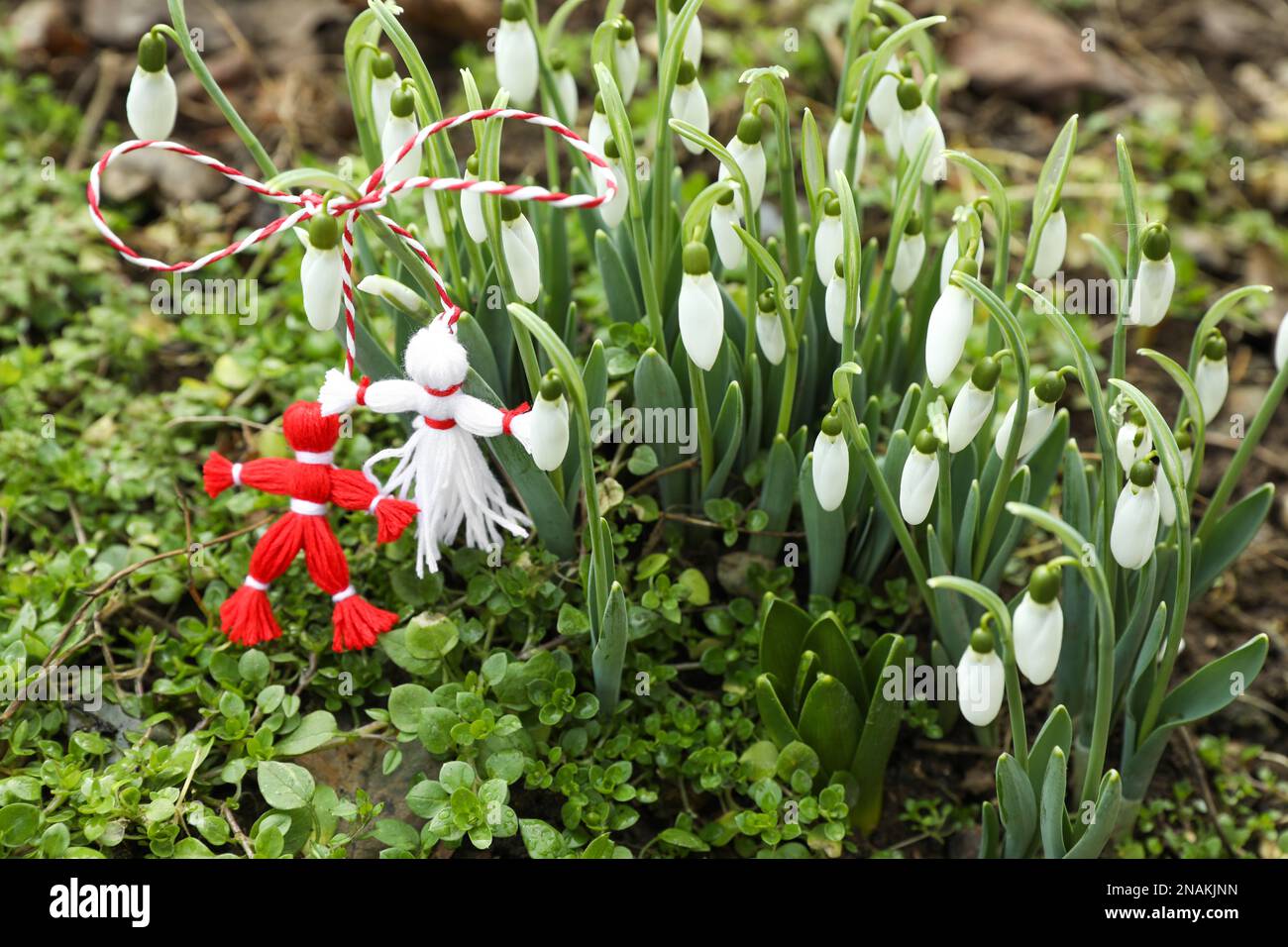 Traditional martisor and beautiful snowdrops outdoors. Symbol of first ...
