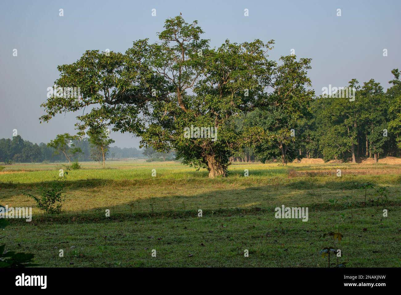banyan tree in a paddy field Stock Photo - Alamy