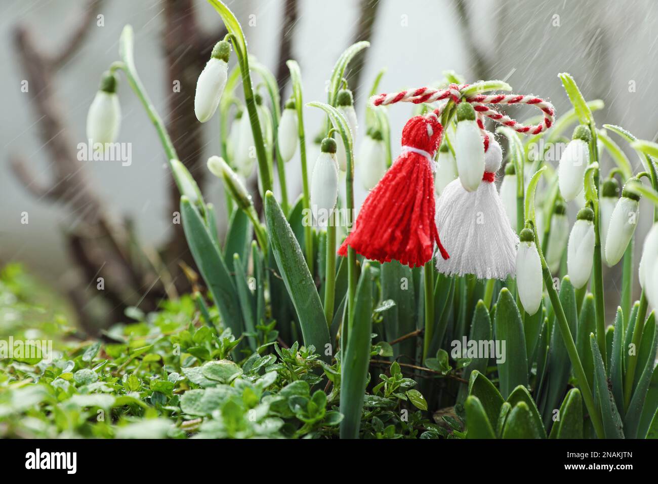 Traditional martisor and beautiful snowdrops outdoors. Symbol of first ...