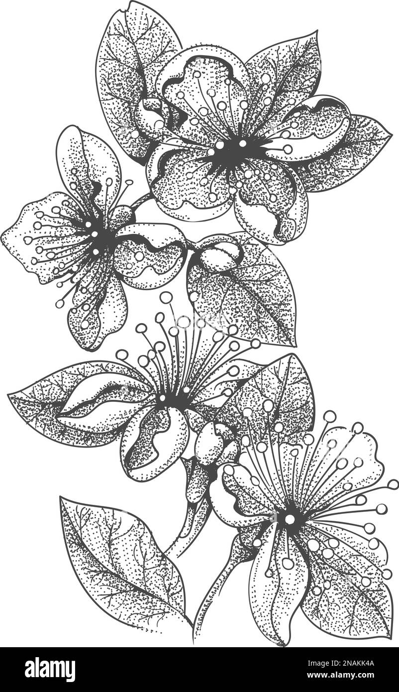 Feijoa plant Stock Vector Images - Alamy