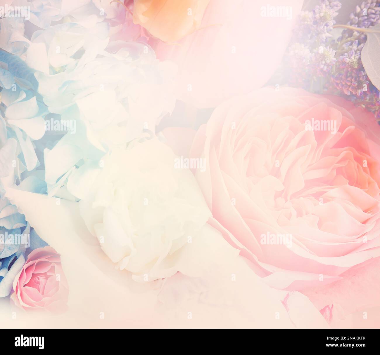 Tender flowers as background. Floral card design Stock Photo - Alamy