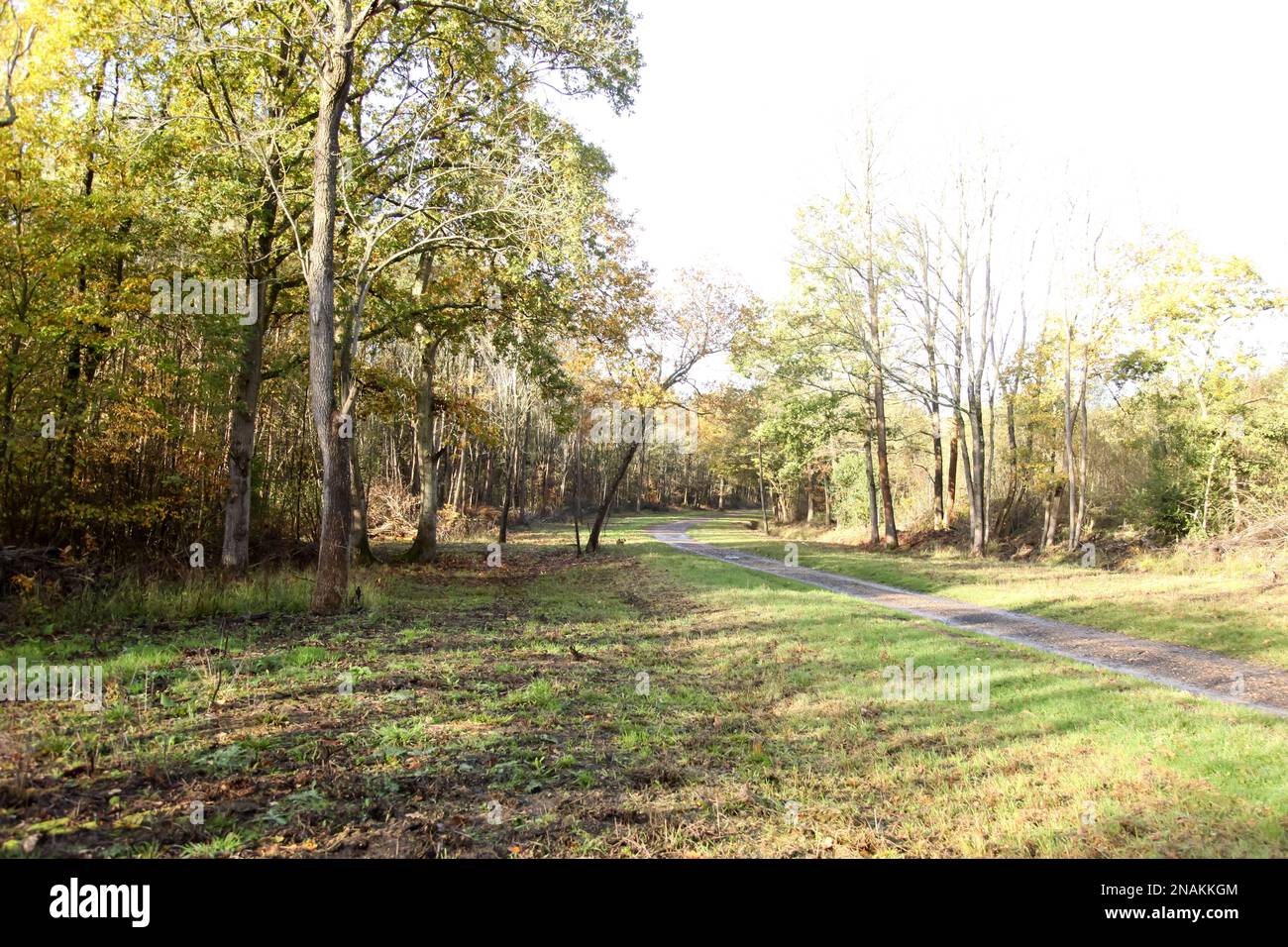 A woodland path at the entrance to Prince's Coverts forest, Surrey ...