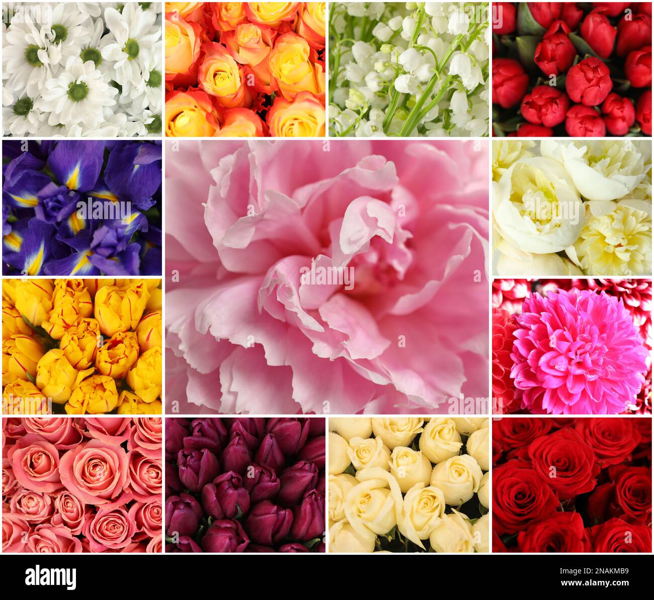 Collage with photos of beautiful fresh flowers Stock Photo - Alamy