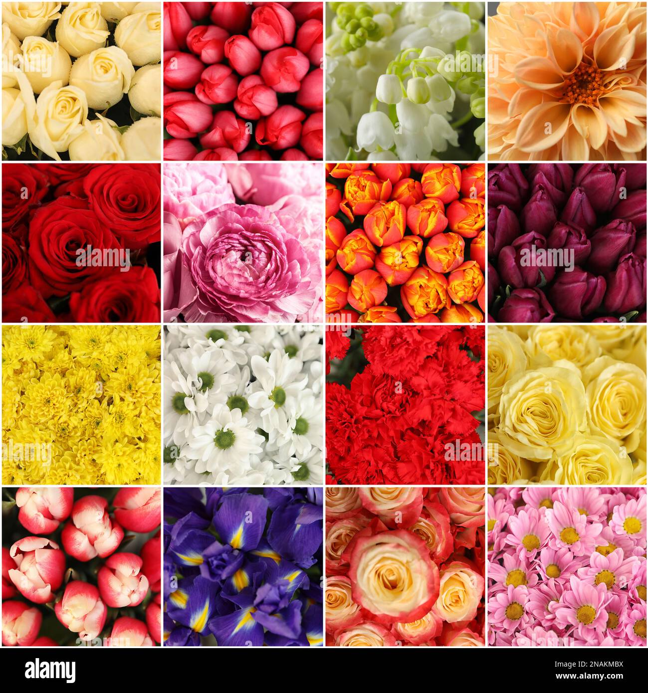 Collage with photos of beautiful fresh flowers Stock Photo - Alamy