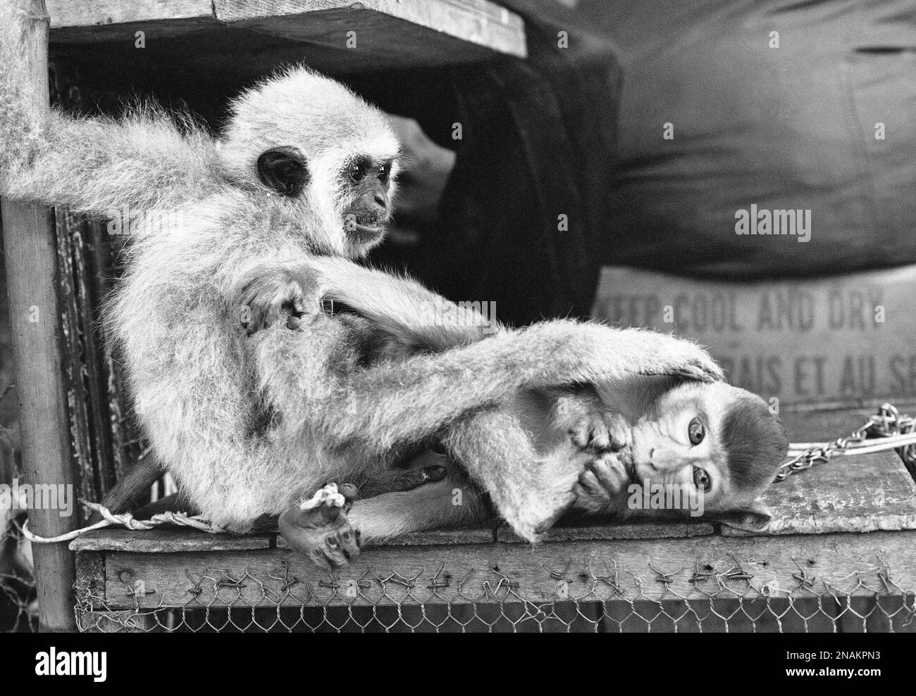 Two monkeys playing during the Vietnam War in Saigon in an undated ...