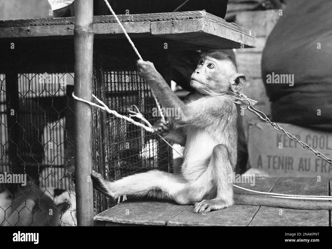 Monkey shown during the Vietnam War in Saigon in an undated photo. (AP ...