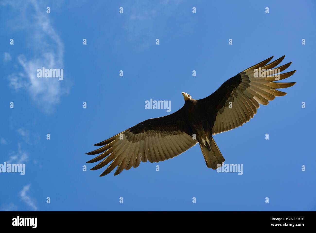 Brazilian vulture flying against blue sky Stock Photo - Alamy