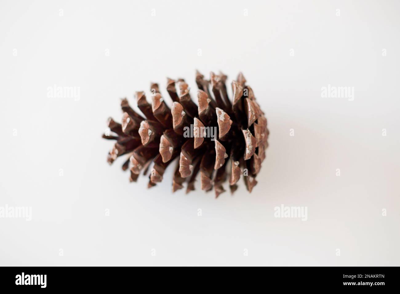 Top view of a pine cone over white background Stock Photo - Alamy