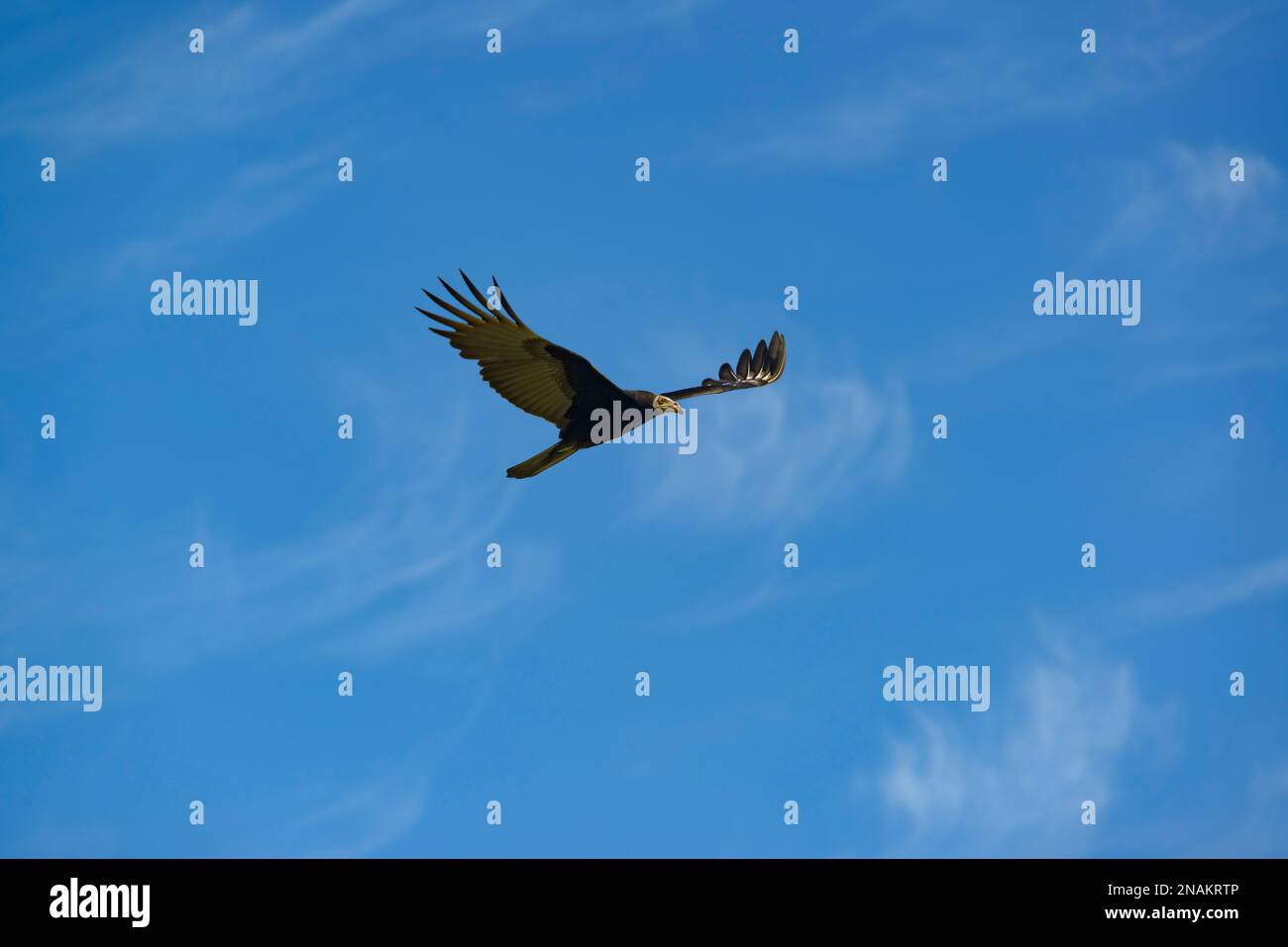 Brazilian vulture flying against blue sky Stock Photo - Alamy