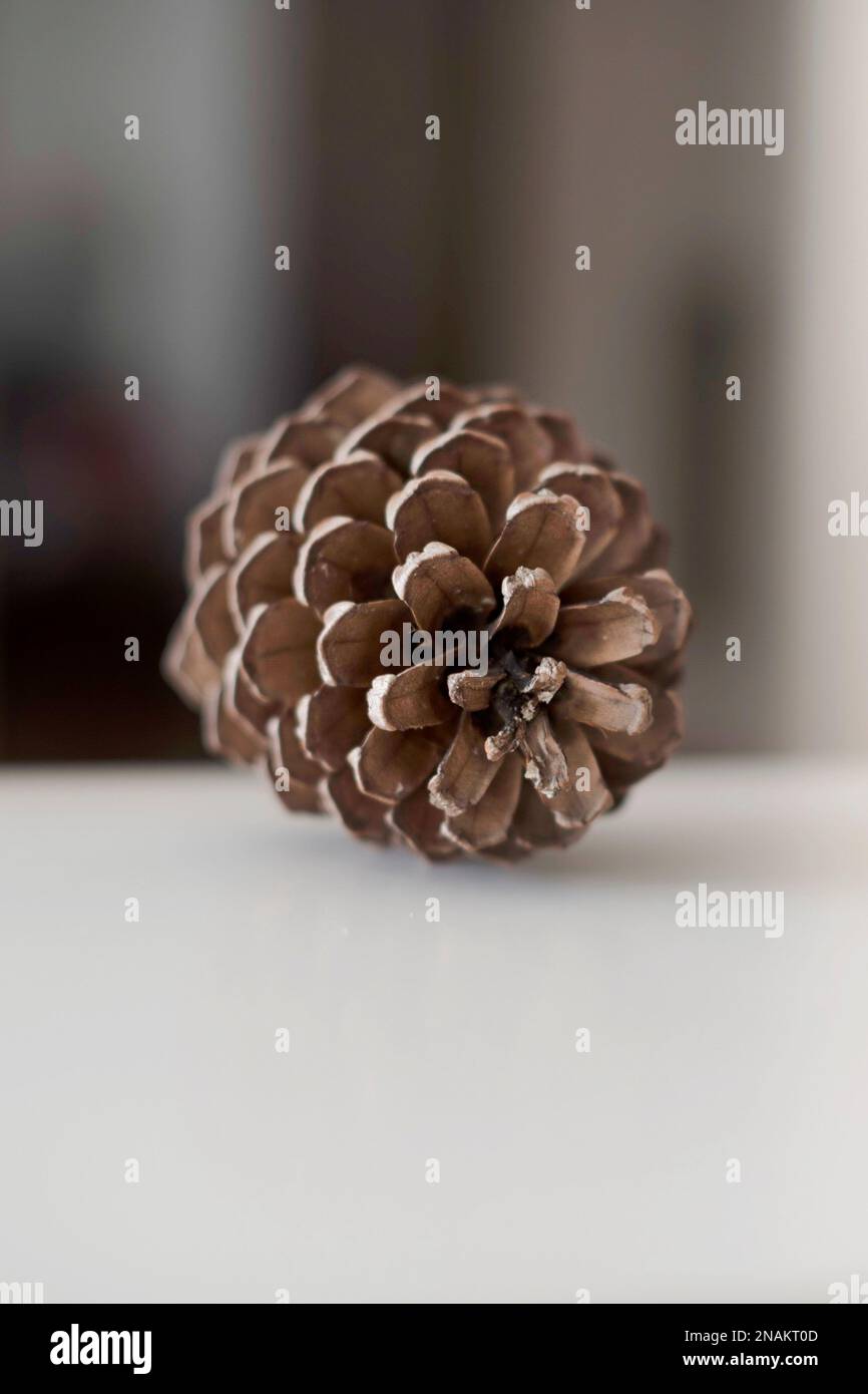 Cone shell pattern hi-res stock photography and images - Alamy