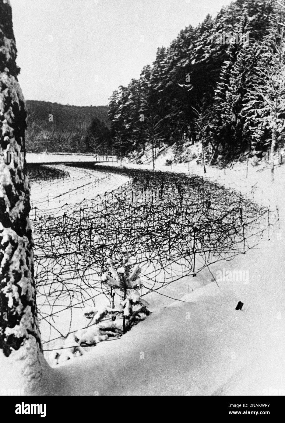 Peaceful winter scene takes on a grim aspect with a tangle of sharp ...