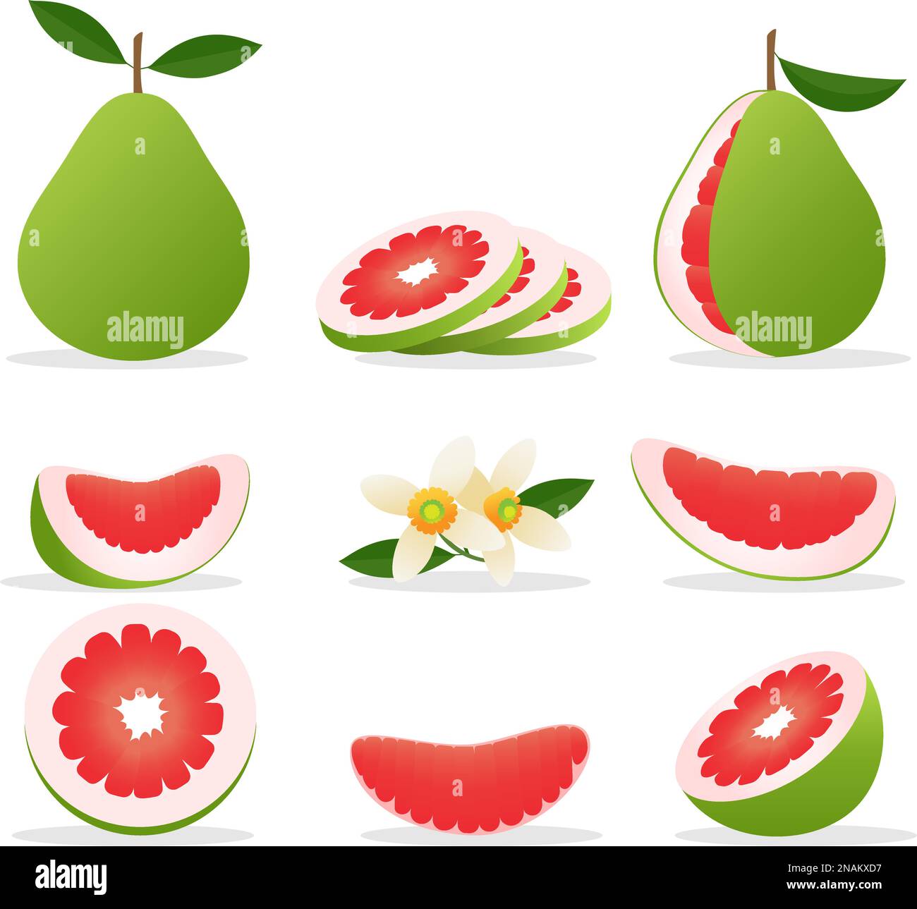 Pomelo pummelo fruit isolated Stock Vector Images - Alamy