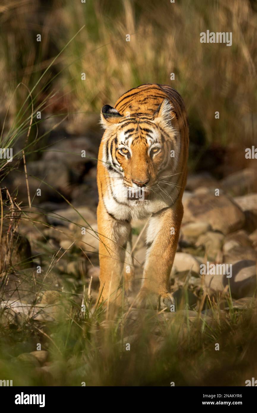 wild adult bengal female tiger or panthera tigris tigris head on with ...