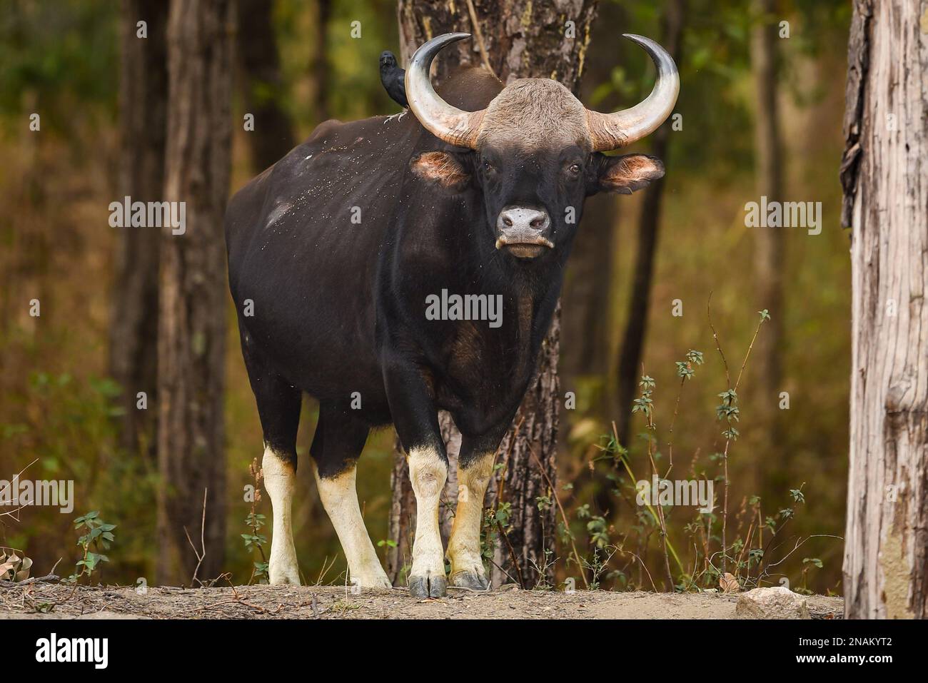 Gaur or Indian Bison or bos gaurus a showstopper closeup or portrait ...