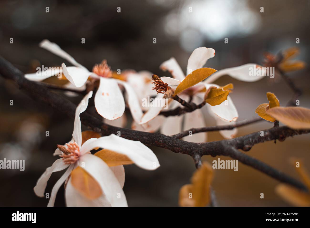 Pring nature hi-res stock photography and images - Alamy