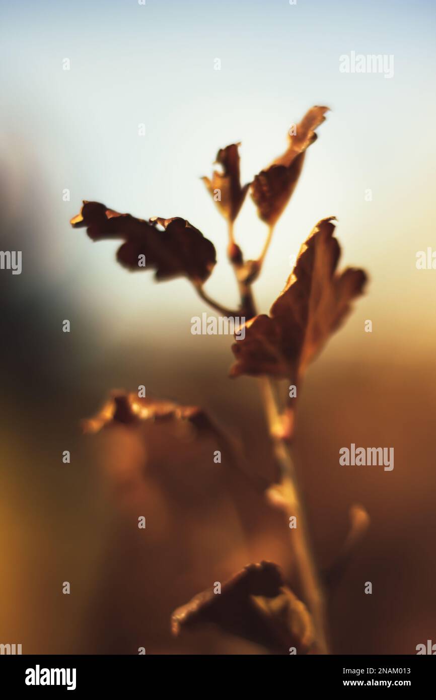 Pring nature hi-res stock photography and images - Alamy