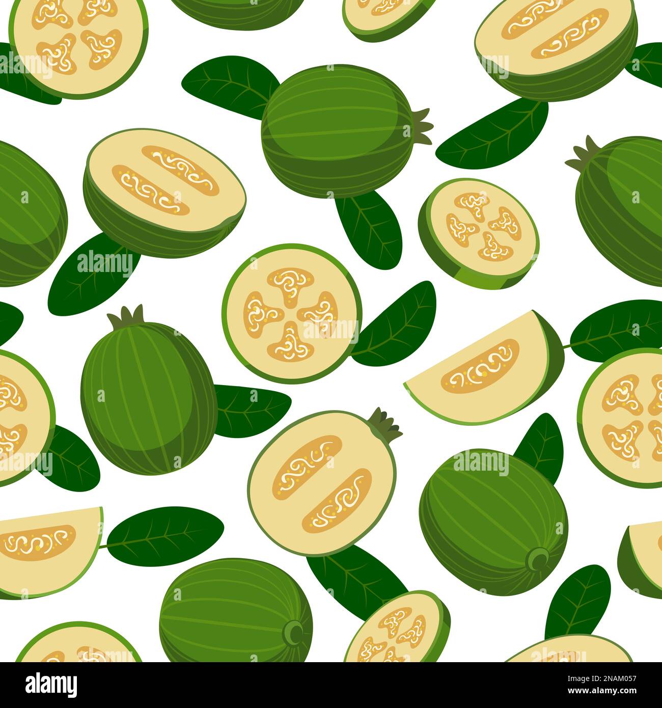 Feijoa plant Stock Vector Images - Alamy