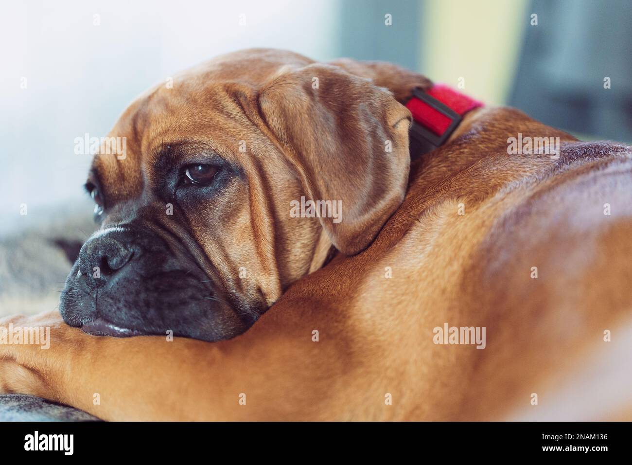 The Boxer breed dog Stock Photo - Alamy