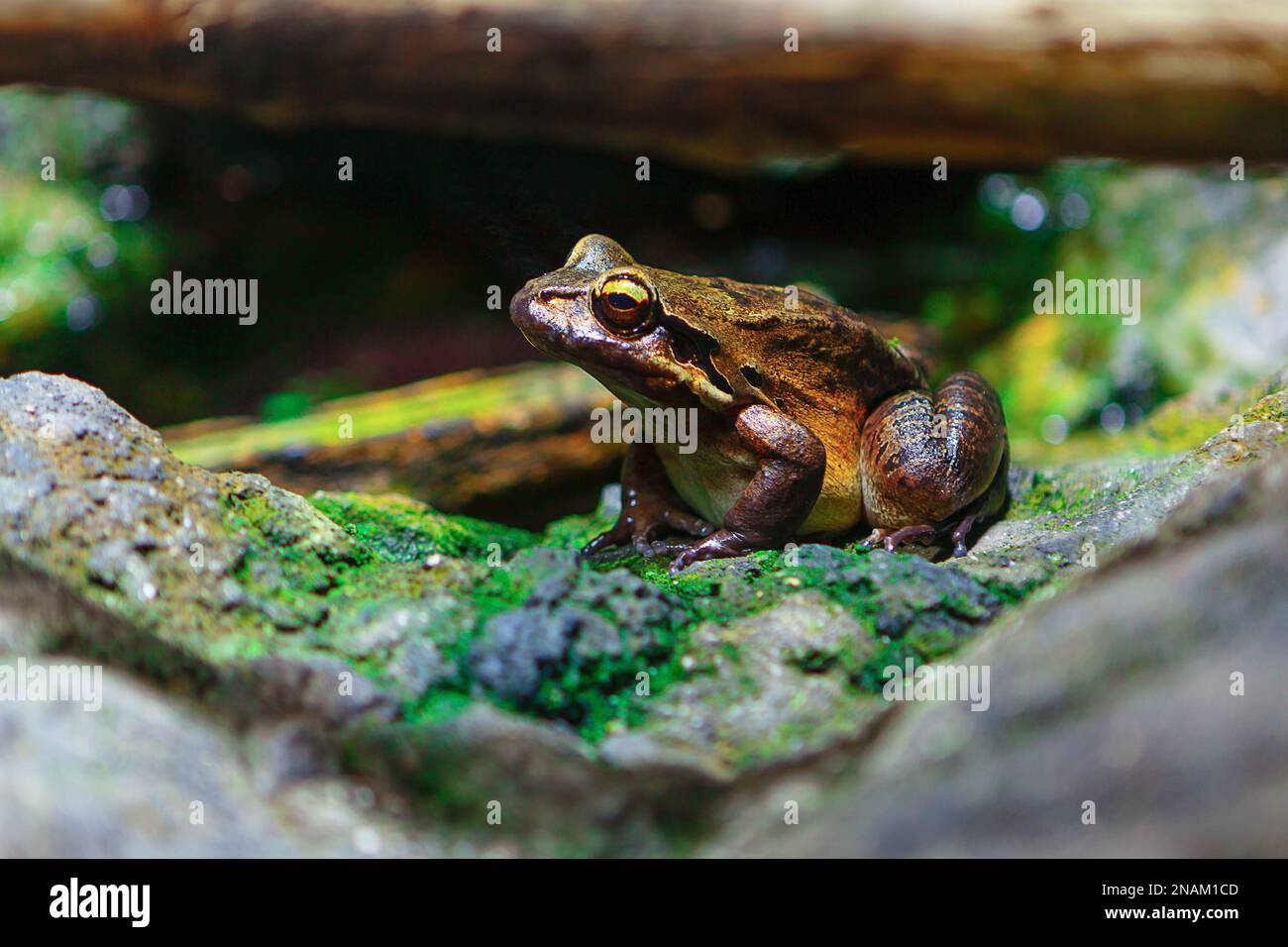 Frog standing in nature . Pickerel frog Lithobates Palustris Stock ...