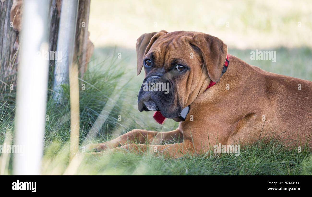 Boxer puppy garden hi-res stock photography and images - Alamy
