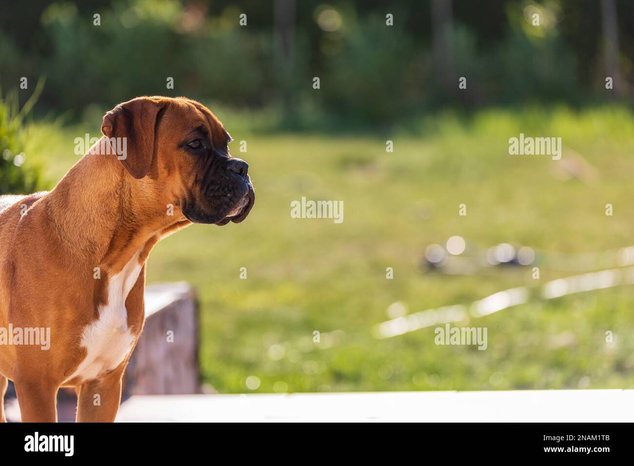 Boxer puppy garden hi-res stock photography and images - Alamy