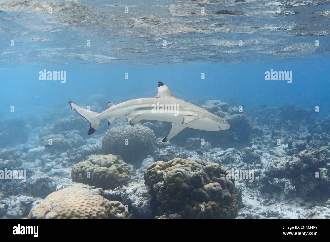 Blacktip reef shark swimming near coral reef Stock Photo - Alamy