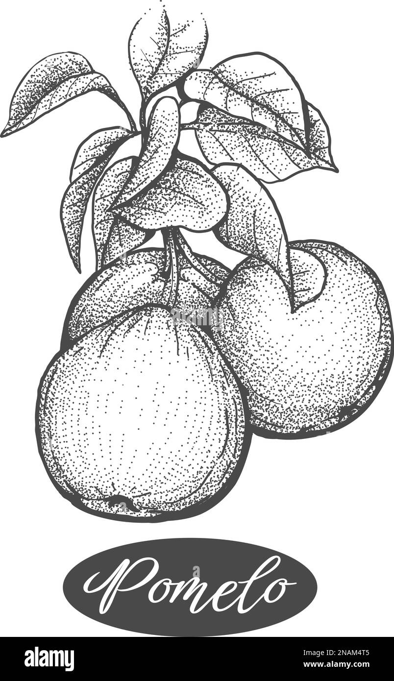 Pomelos branch etching Stock Vector Image & Art - Alamy