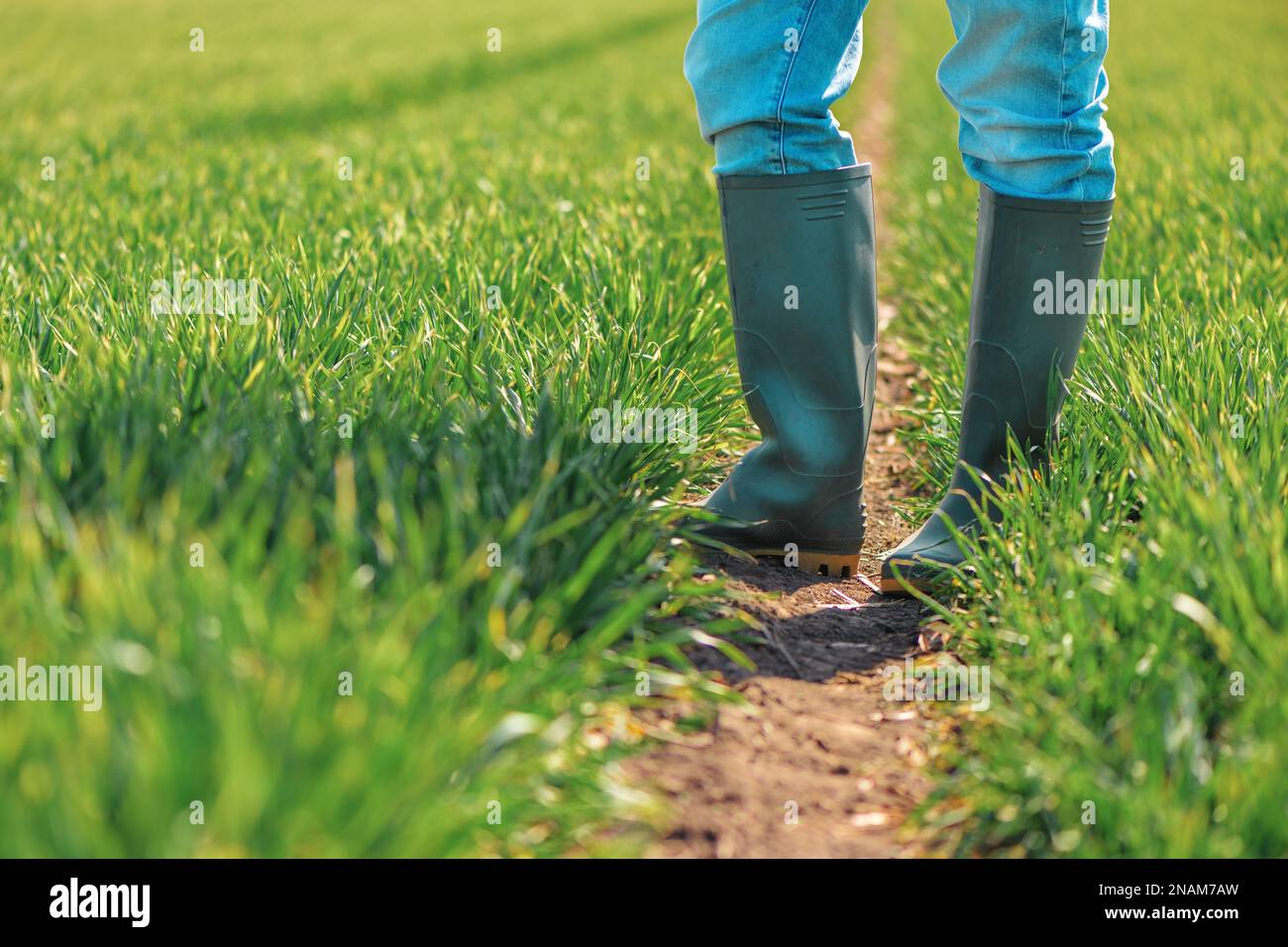 Farmer in rubber boots standing in green wheat seedling field and ...