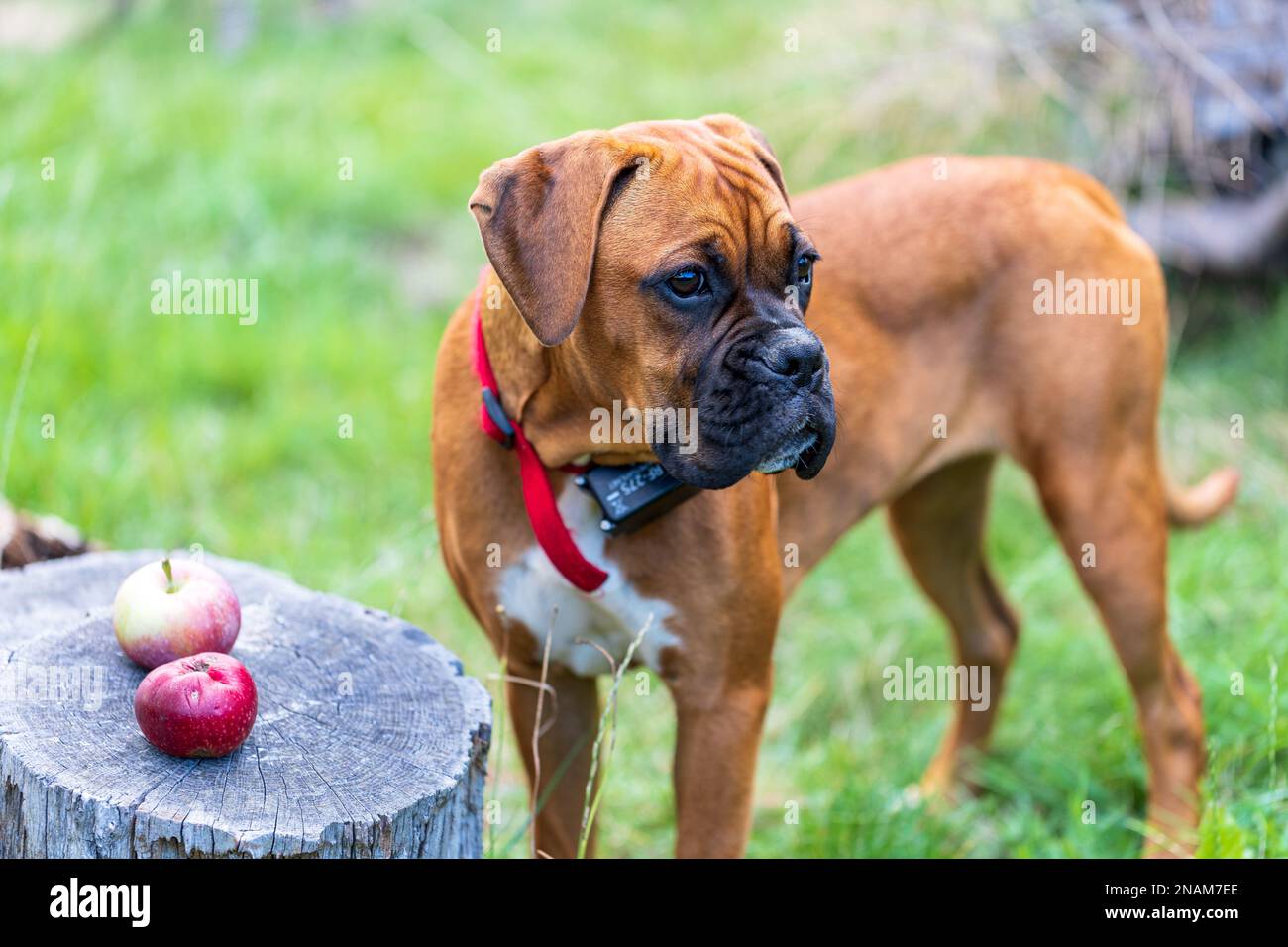 Boxer puppy garden hi-res stock photography and images - Alamy