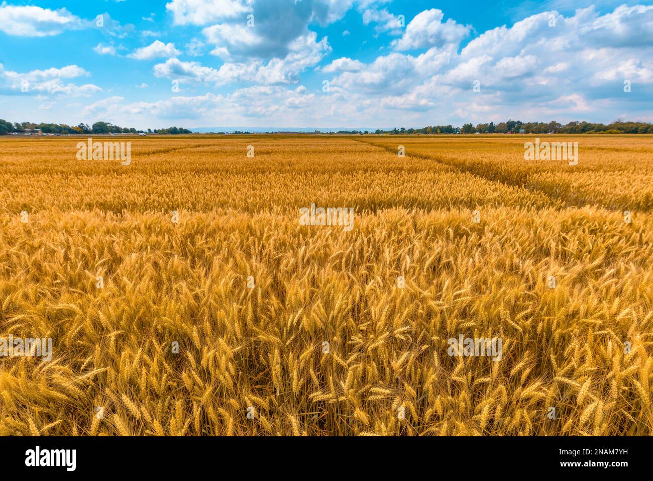 Wheat crop ready for harvest hi-res stock photography and images - Alamy