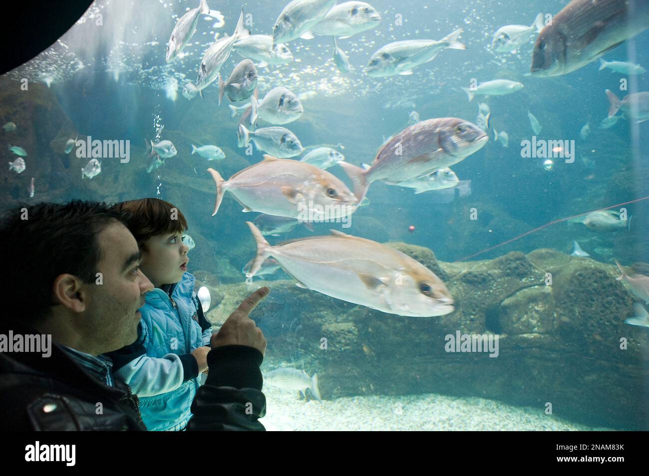 A father holding his son look at fish swimming in a tank at the Creta ...
