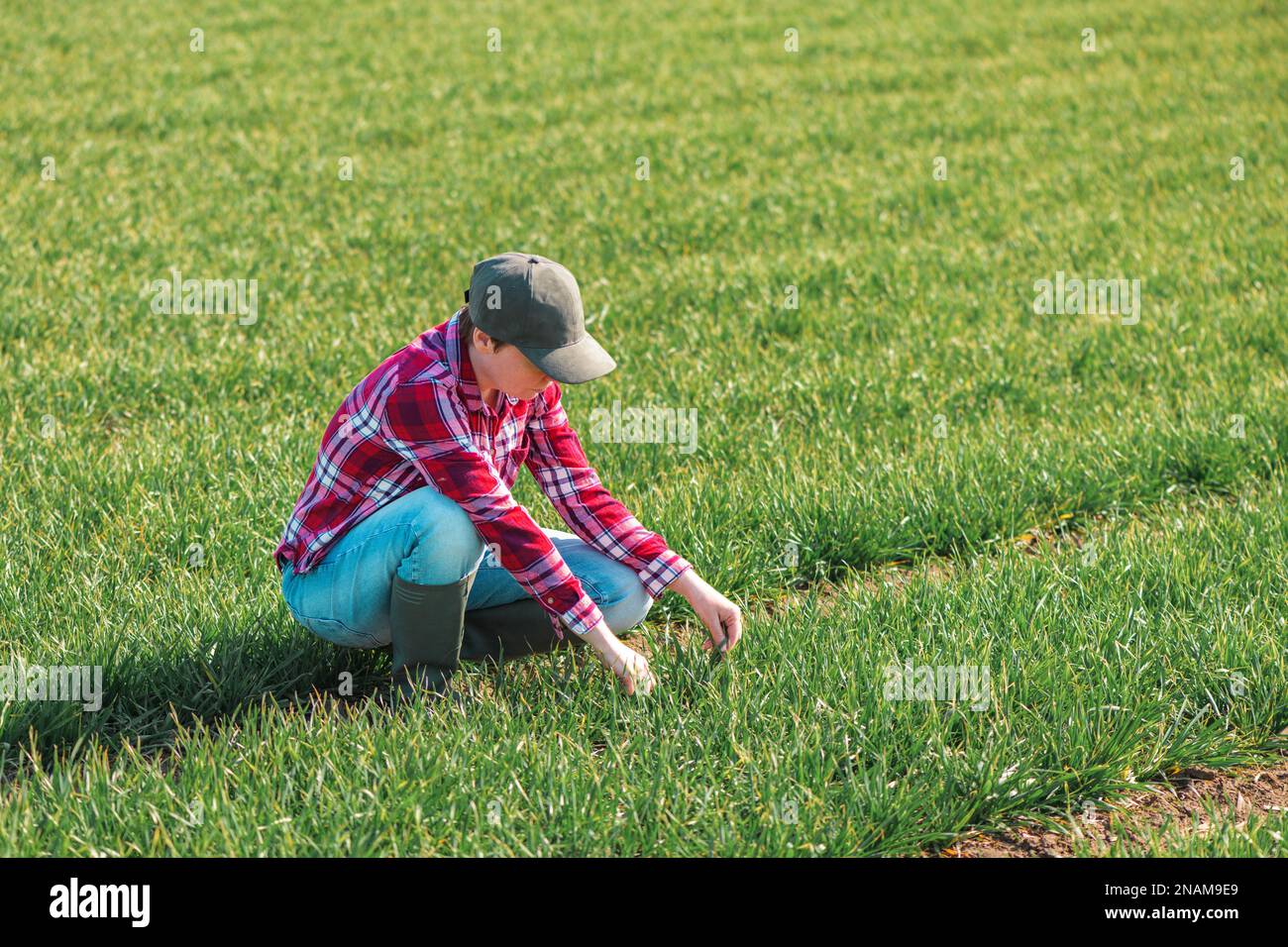 Farmer examining wheat seedling in cultivated field, female farm worker ...