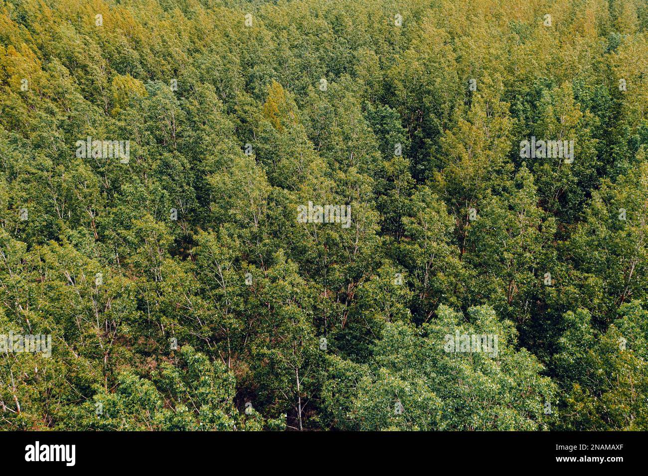 Deciduous cottonwood tree forest landscape from above, drone pov ...