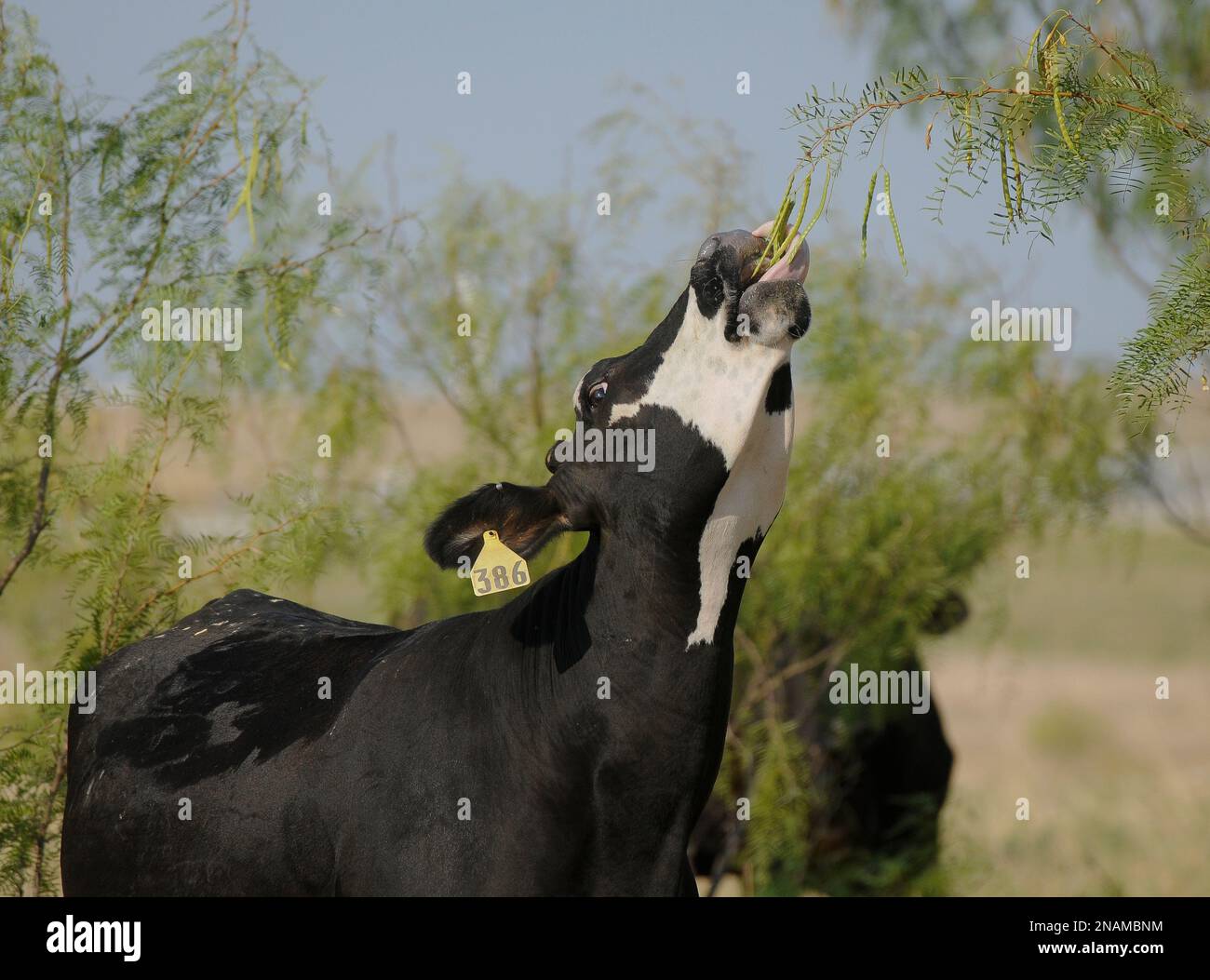 Cow beans hi-res stock photography and images - Alamy