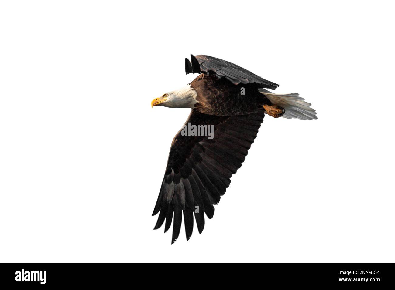 With its wings flapping, a bald eagle soars across the sky, white ...