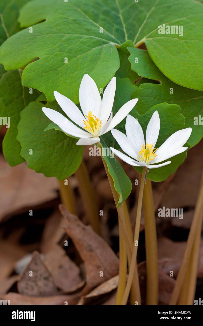 Two Bloodroot flowers bloom from the leaf litter of the forest floor ...