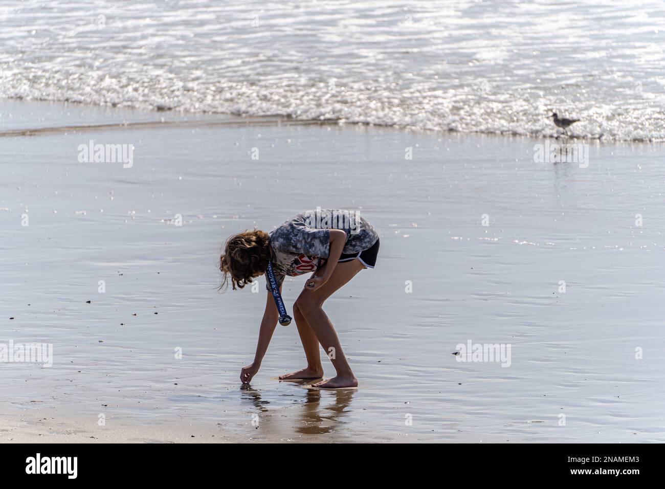 A person collecting seashells at the beach Stock Photo - Alamy