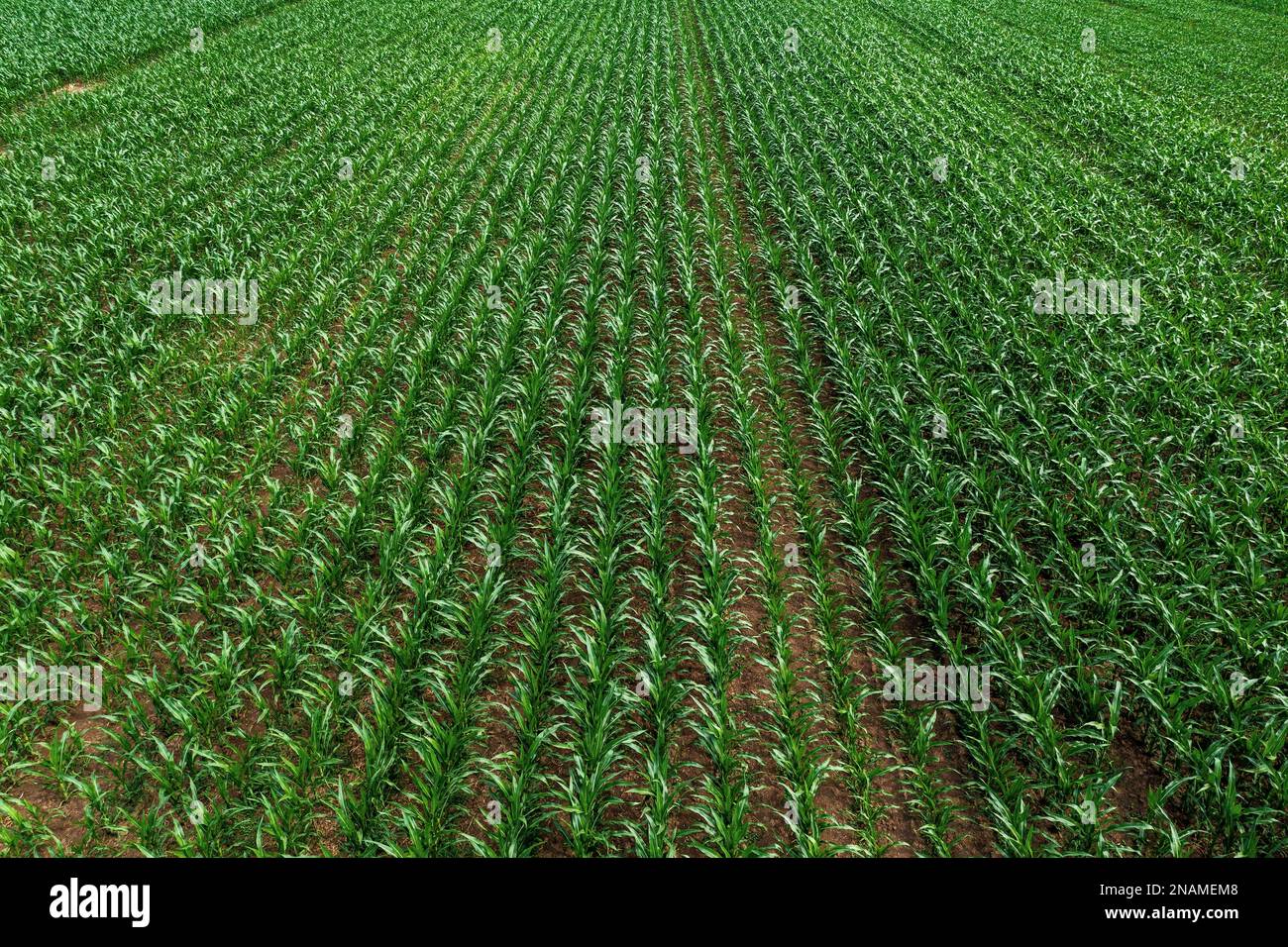 Aerial view of young green corn crops seedling in cultivated field ...