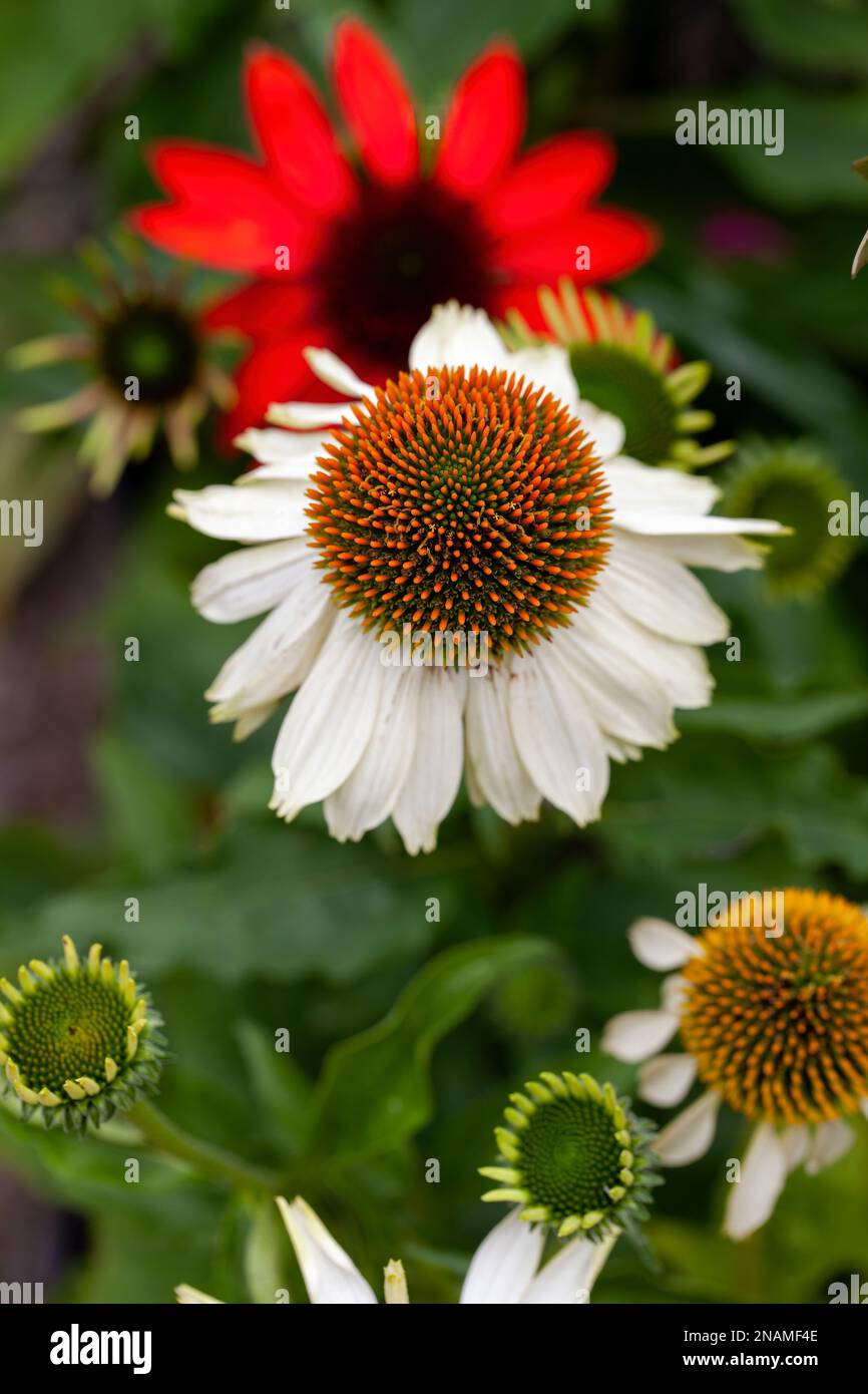 Beautiful white and red coneflower (Echinacea) in the garden Stock ...