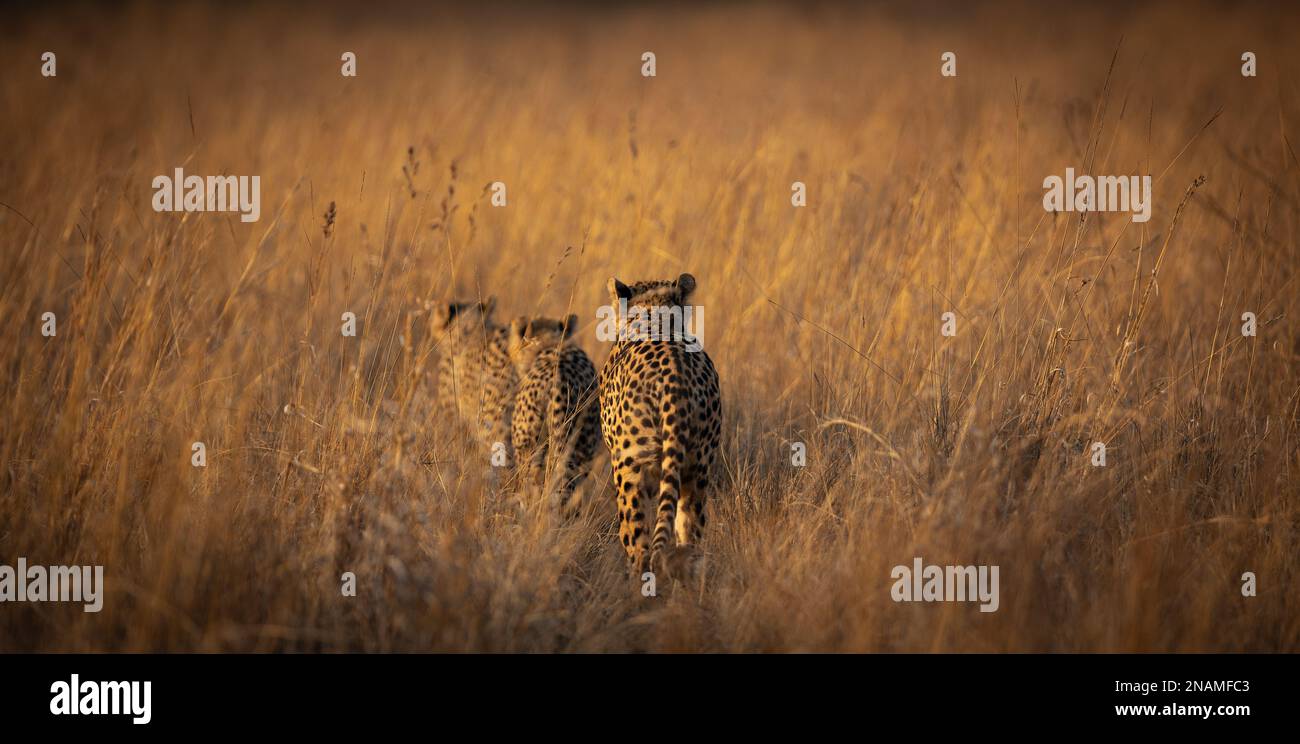 A back view of group of cheetahs wandering through tall brown plants in ...