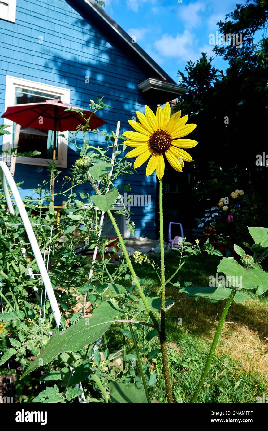 Sunflower in the Backyard Garden of a Blue House Stock Photo - Alamy