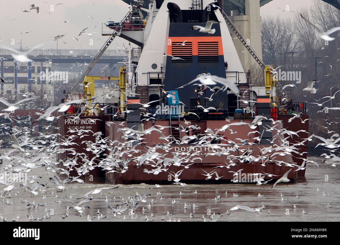 Hundreds of gulls swarm in the wake of the tug Dorothy Ann as it pushes ...