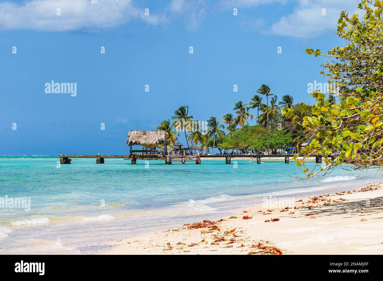 Tropical Carribean Island Tobago. Coconut palm trees, white sand beach ...