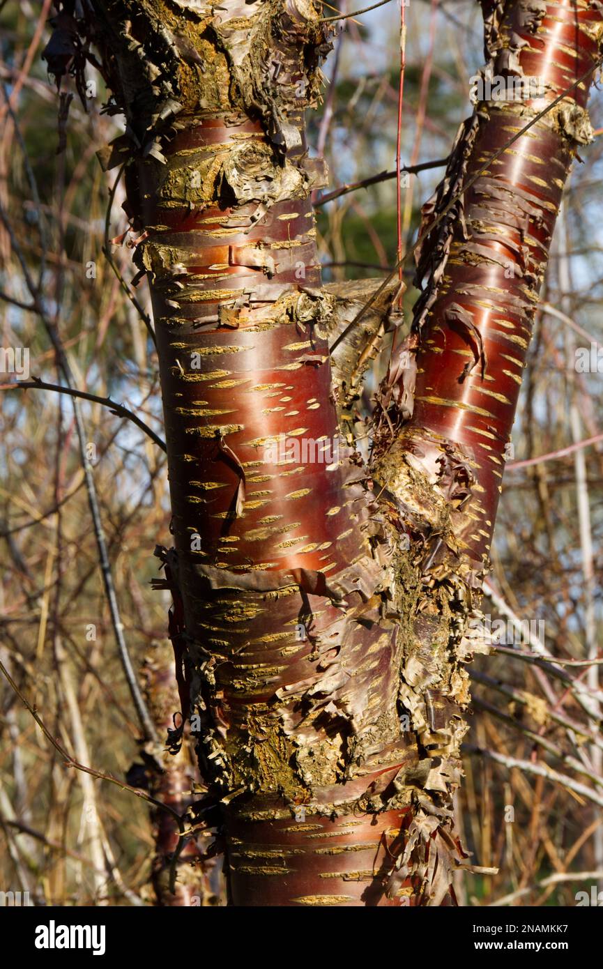 Prunus serrula tibetan cherry tree hi-res stock photography and images ...