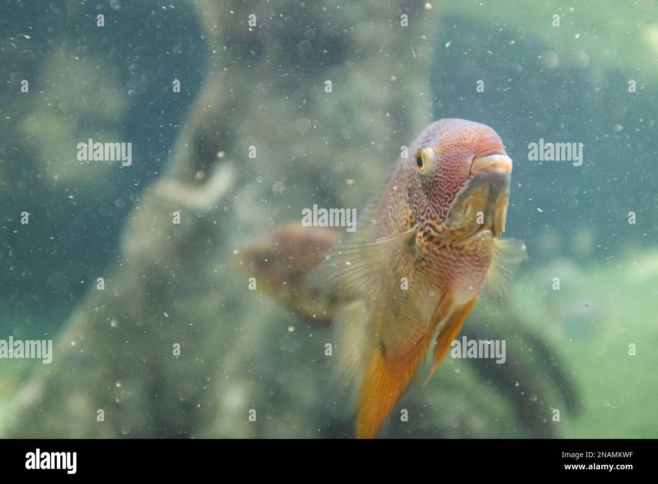 Tropical river fishes in the underwater of amazonian flooded forest ...