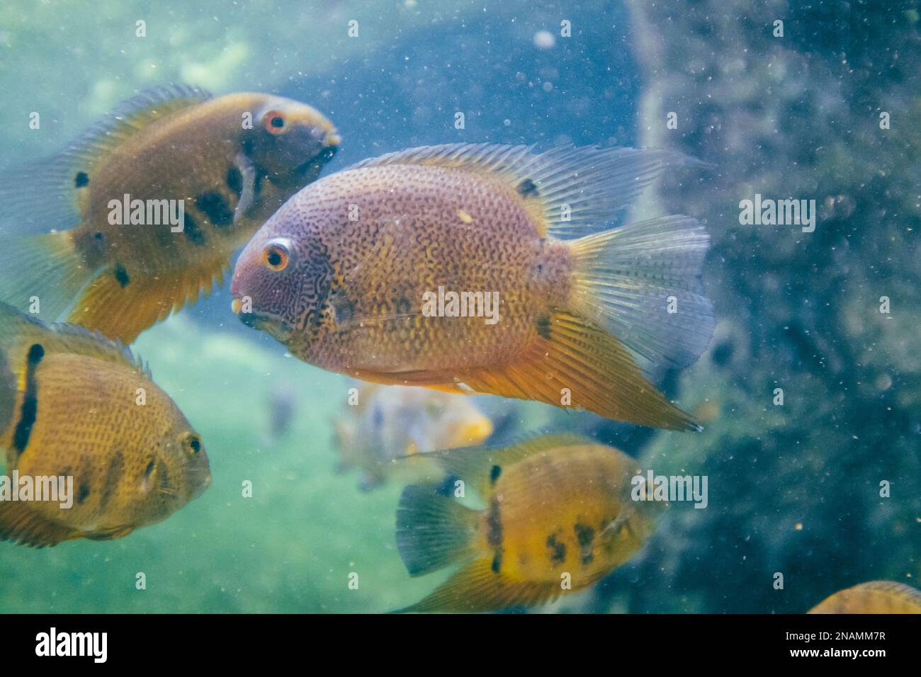 Tropical river fishes in the underwater of amazonian flooded forest ...
