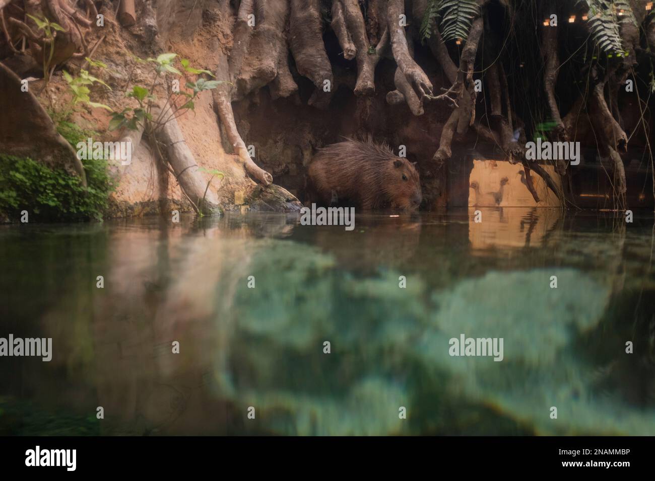 Cute capybara hi-res stock photography and images - Alamy