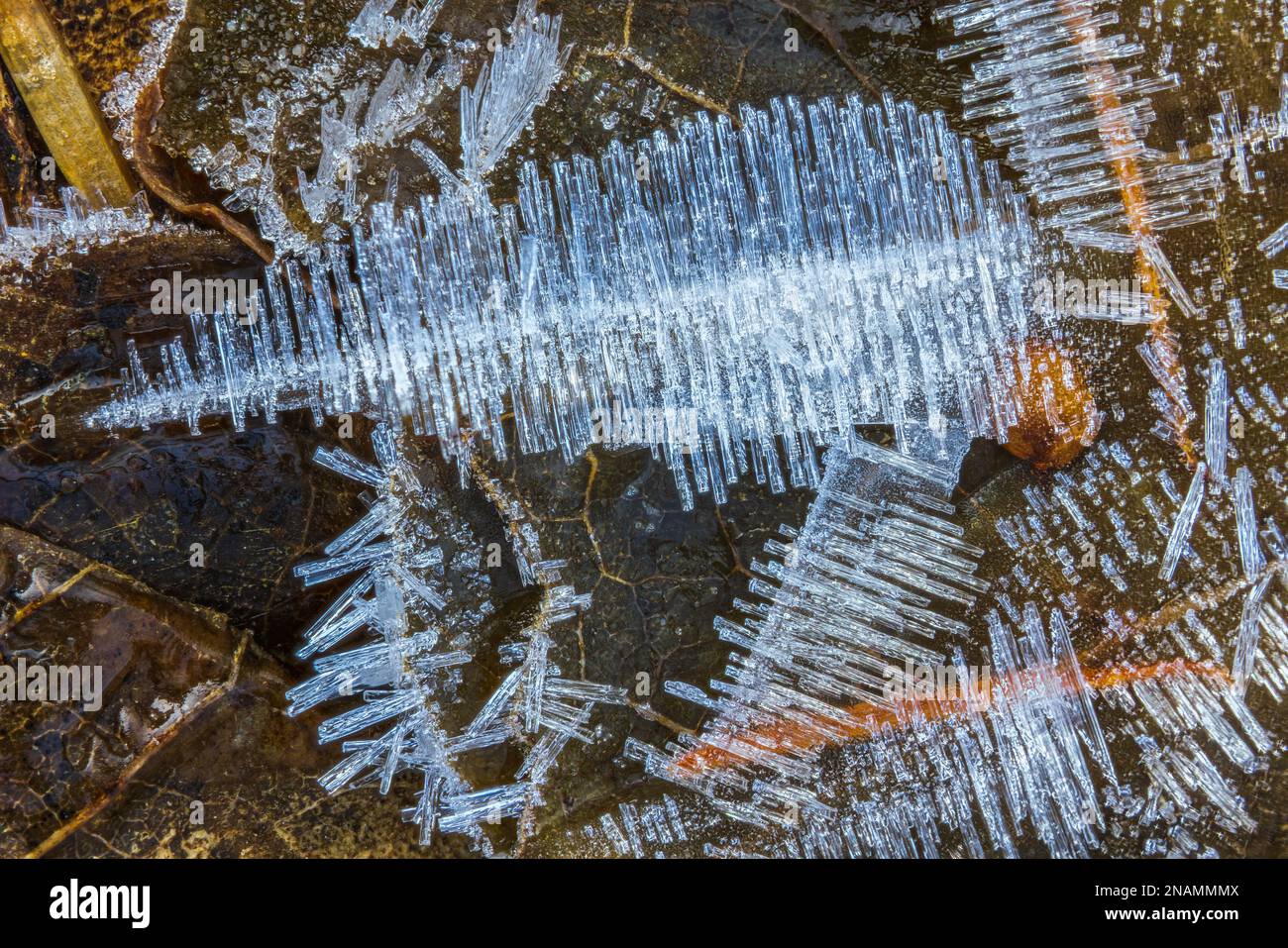 Close-up of frost textures on the ground. Frost needles Stock Photo - Alamy